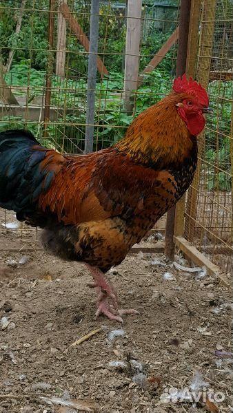 Петух кучинский на племя