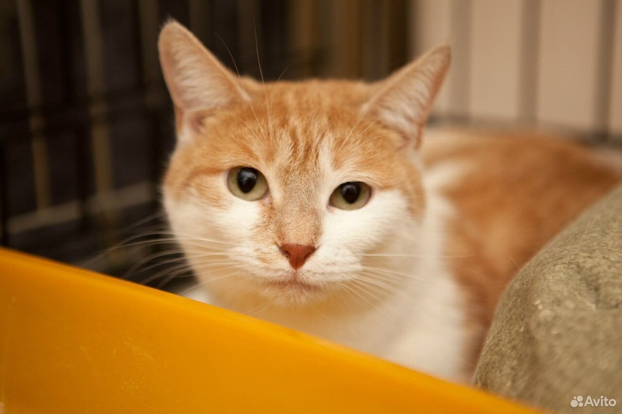 Одинокая кошечка Изабелла желает познакомиться