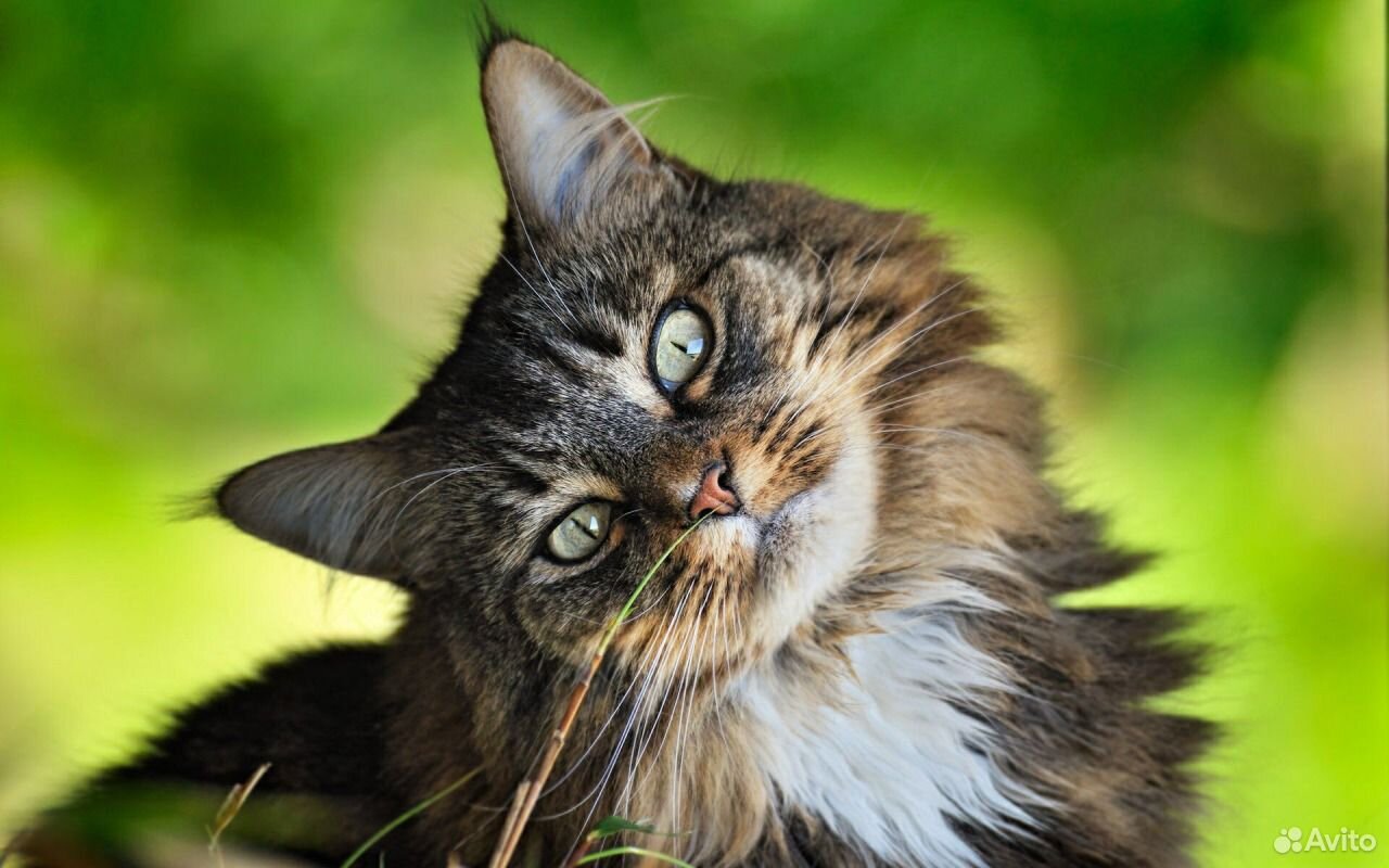 Суперские кошки и коты в поисках дома