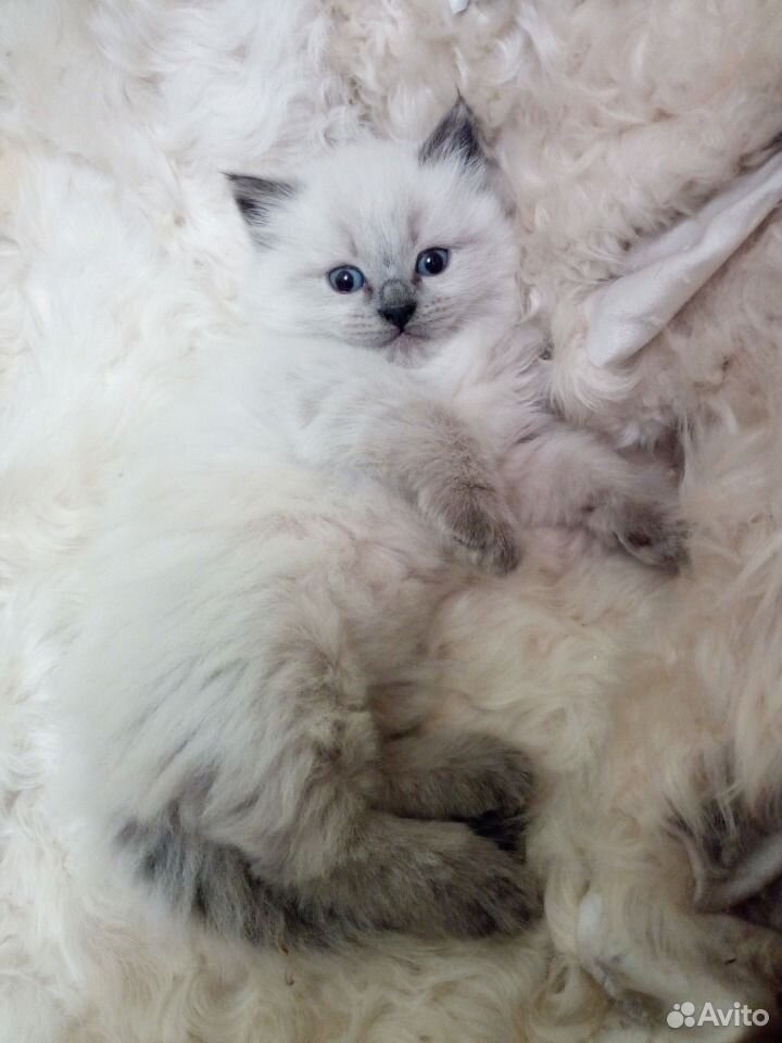 Невские маскарадные котята