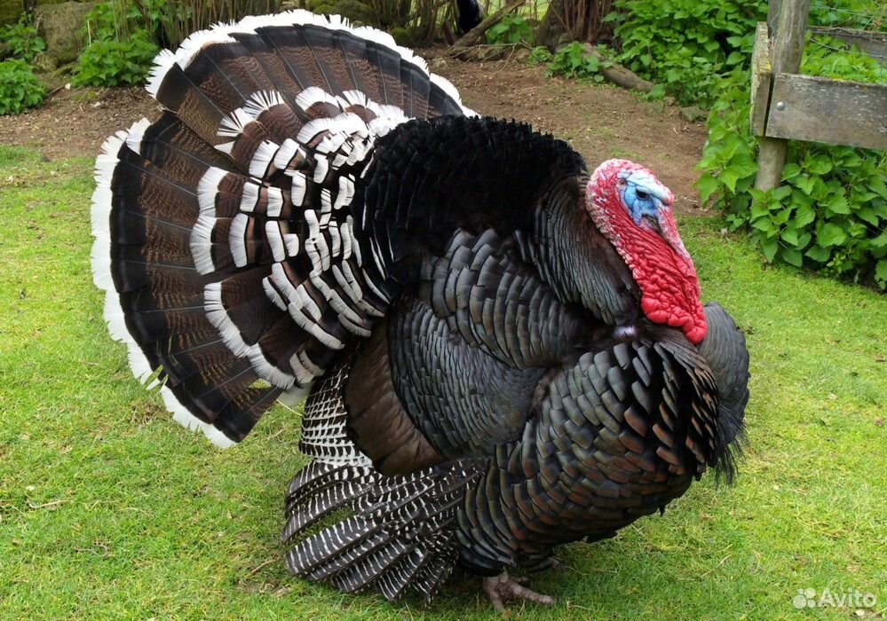 Индюшата, индюки и индейки в наличии