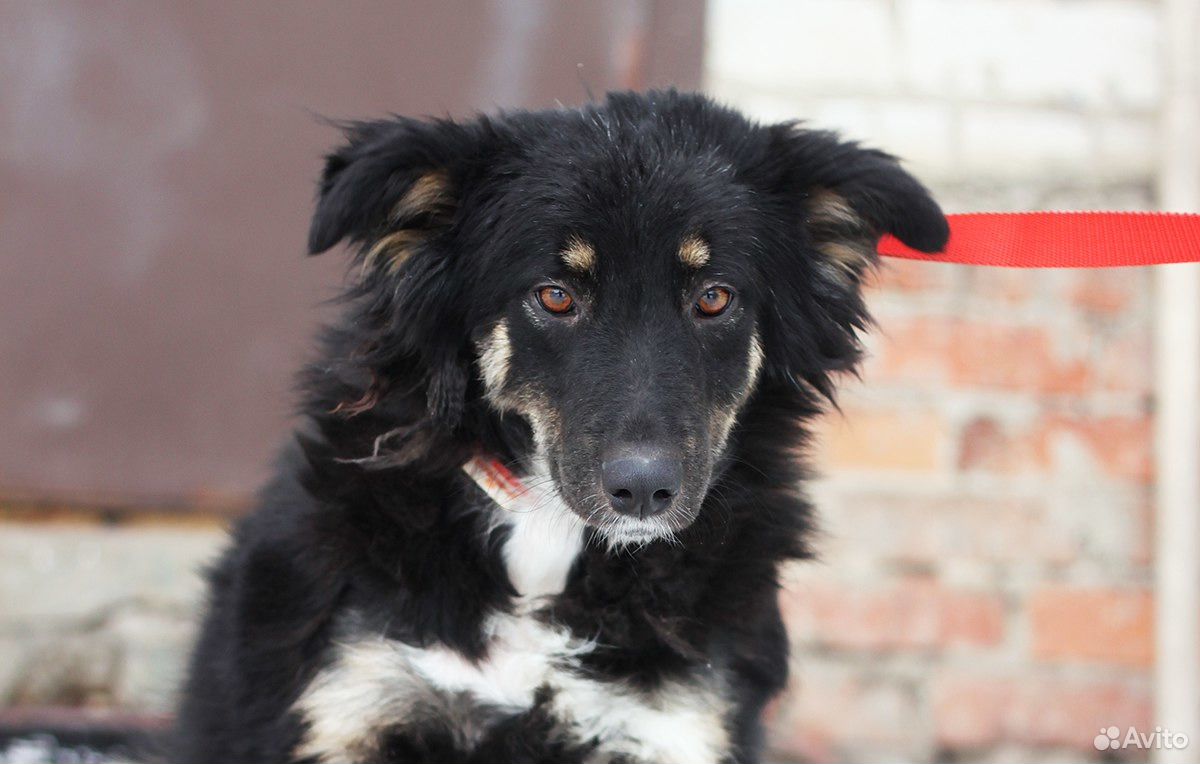 Мохнатая добродушная Наоми в добрые руки