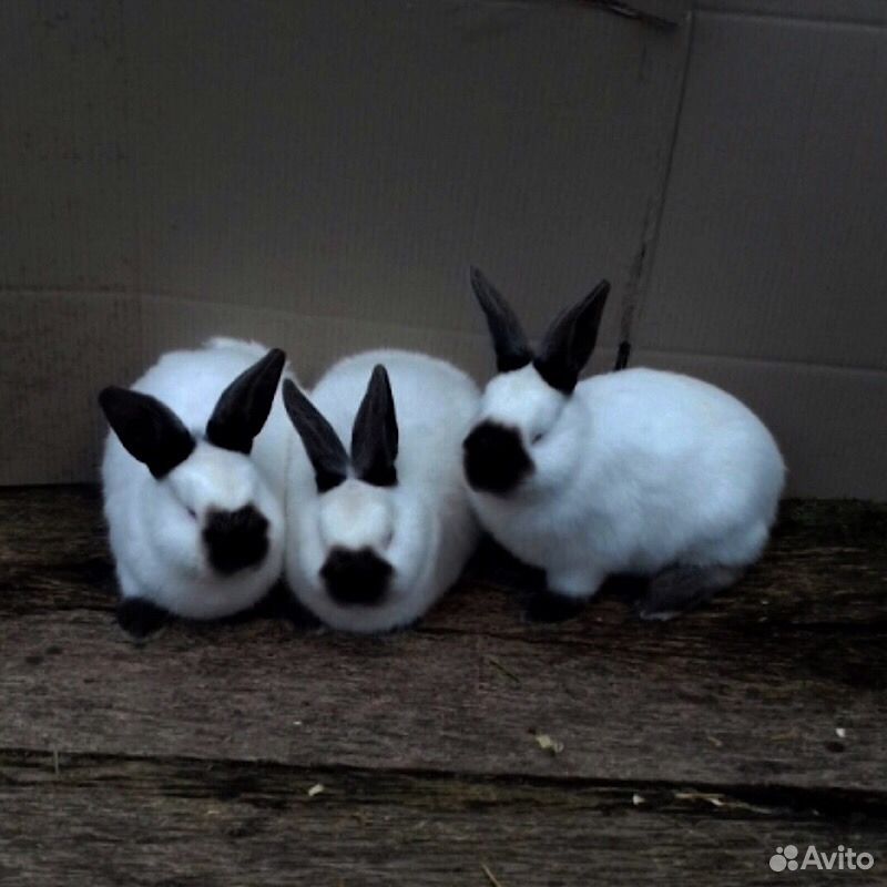 Продаются Чистопородные Калифорнийцы. Мордастые, я
