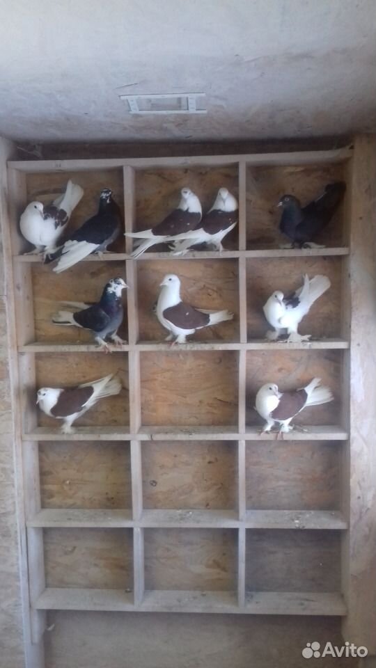 Голуби Чебаркульские бойные