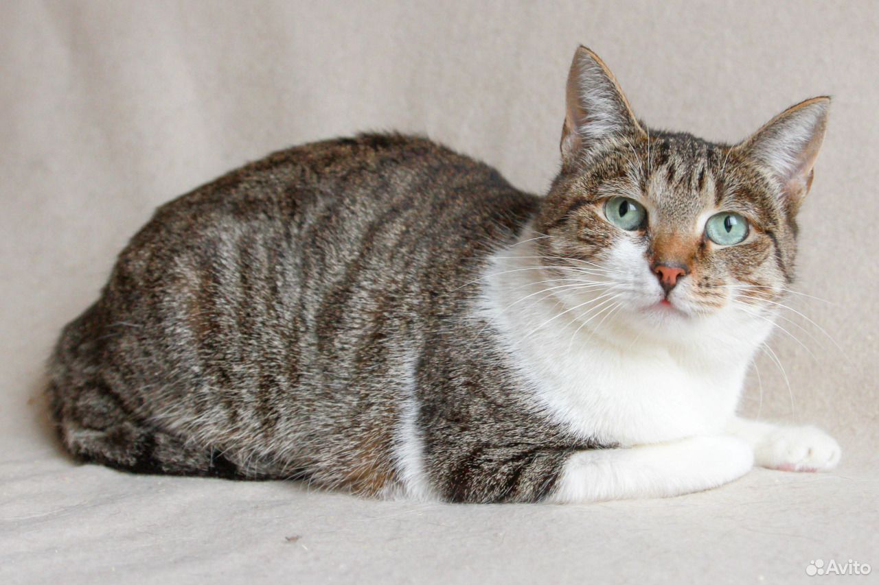 Милая Мармеладка ищет дом