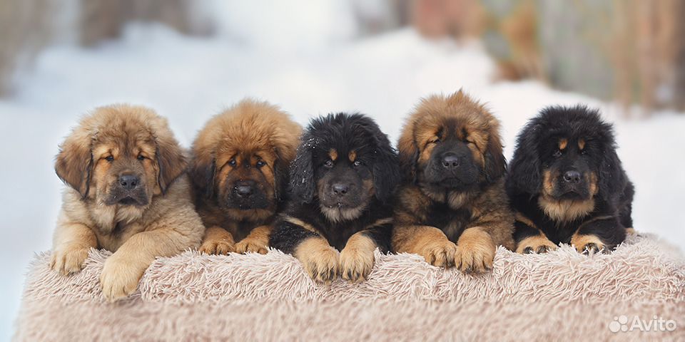 Щенки Тибет. мастиф