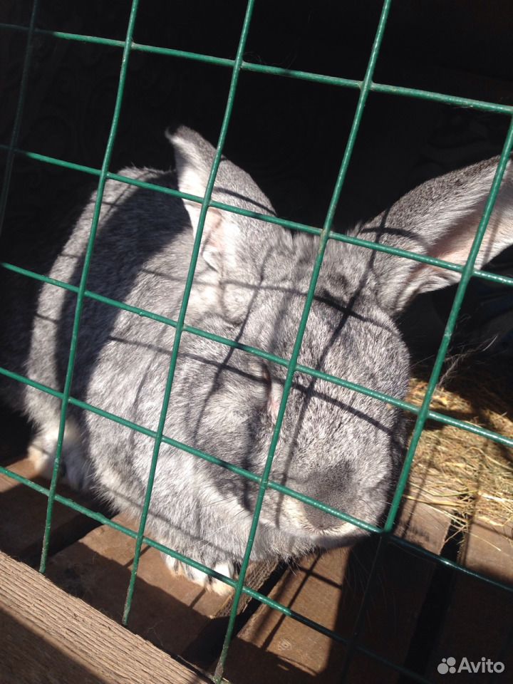 Племенные кролики калифорнийцы и русский великан