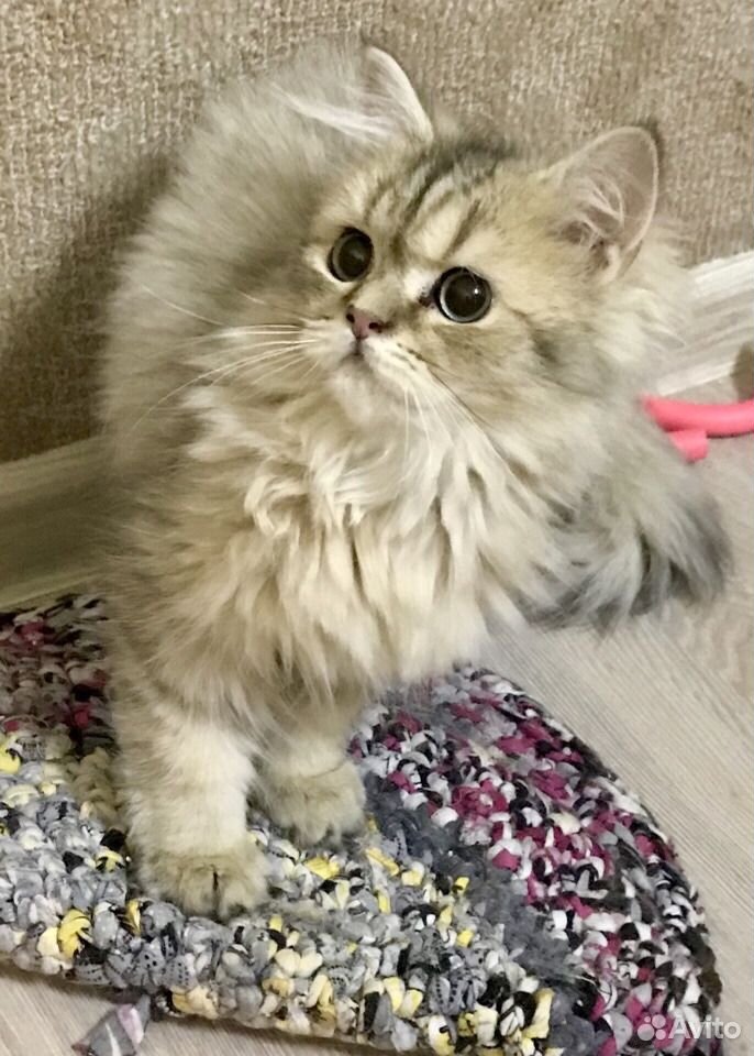 Голубоглазый котик