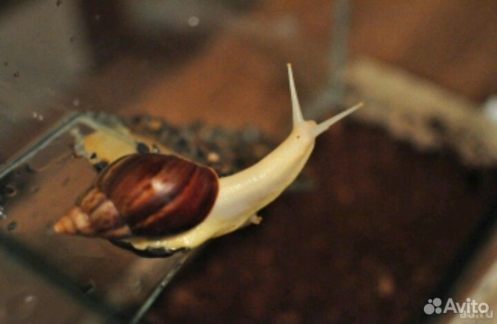 Гигантские улитки-альбиносы