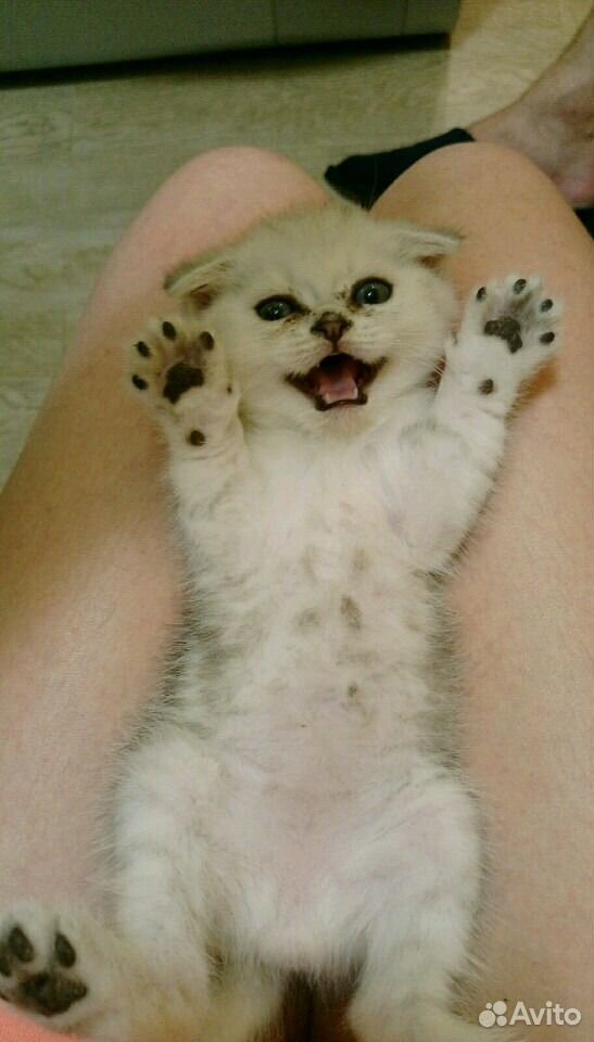 Шотландские котята