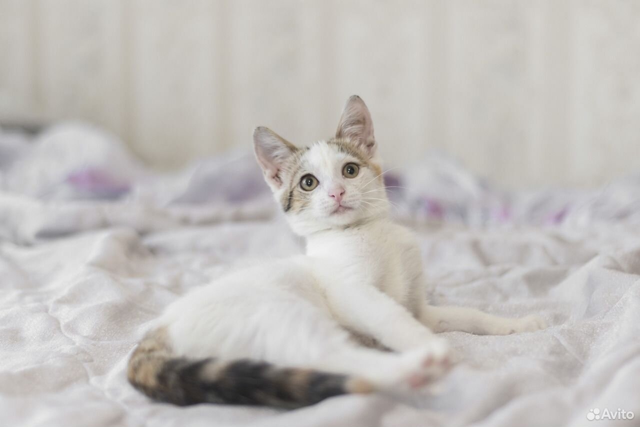 Задорный лучик солнца кото-ребенок Луча в дар