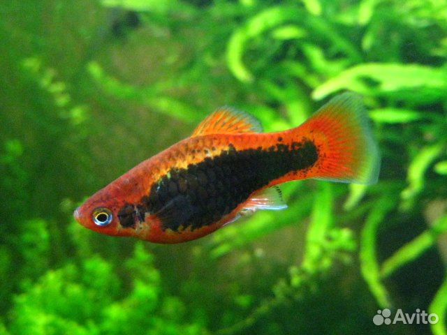 Рыба живородящая. Пицилия, Меченосец. Фермерское п