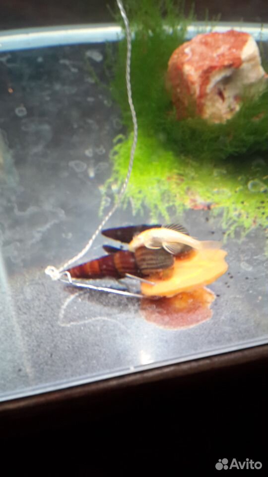 Продам nano аквариум Aquael smart plant 30
