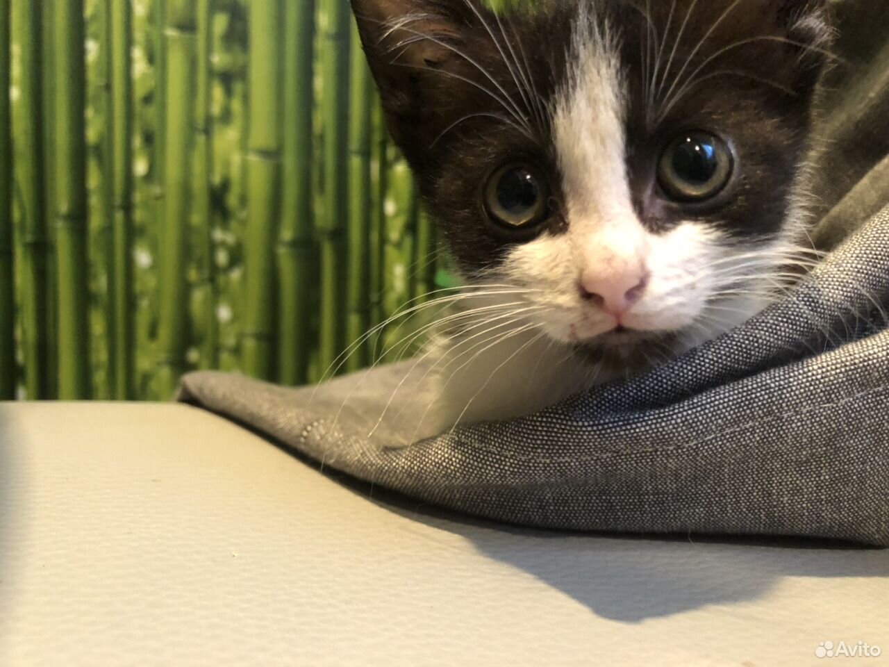 Отдам в хорошие руки котёнка по имени Сухарик