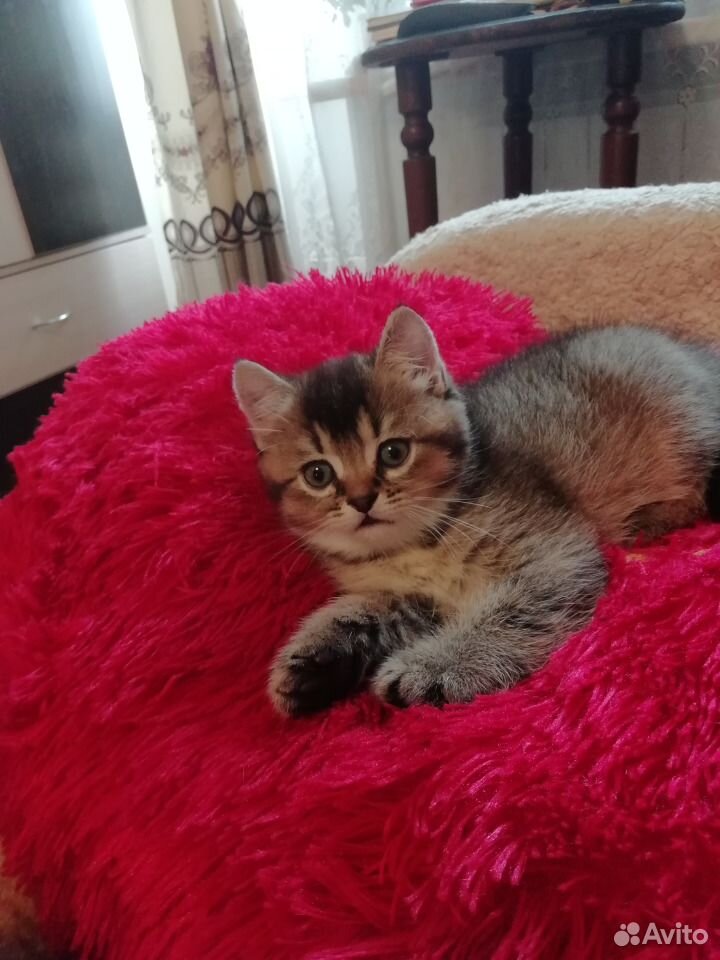Шотландские вислоухие