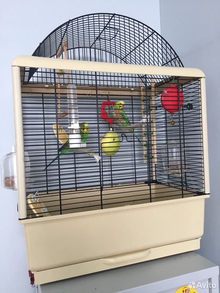 Волнистые попугайчики