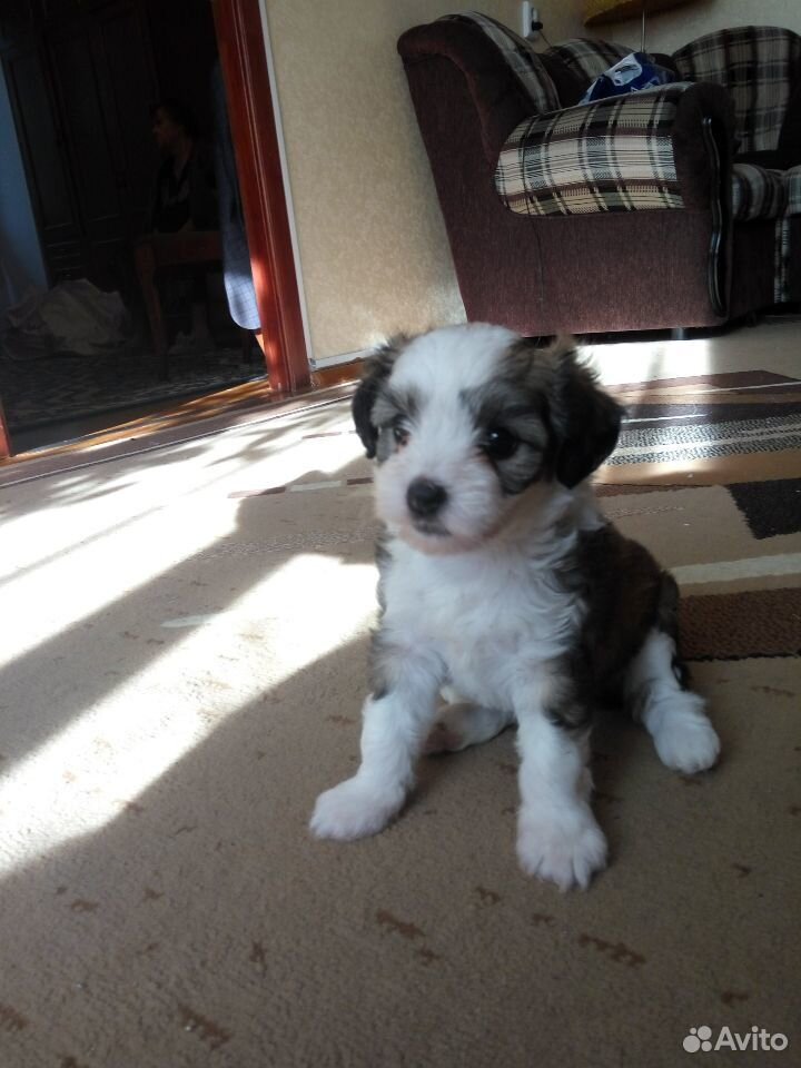 Продам щенков китайской хохлатой