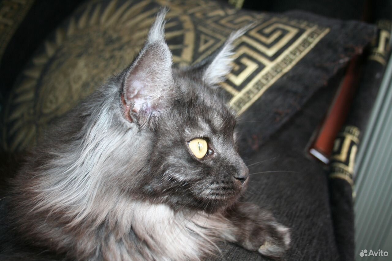 Мейн- Кун девочка 9 мес