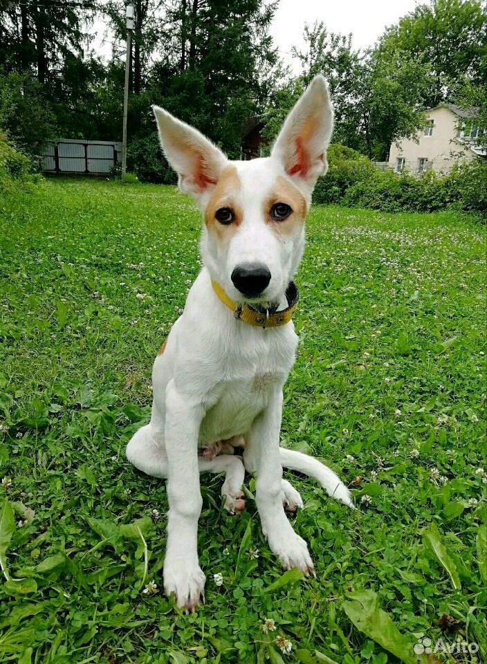 Щенок-лайчонок в добрые руки