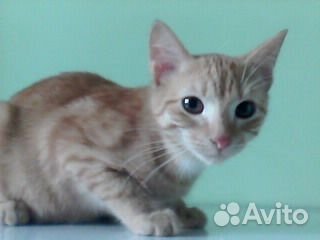 Рыжая девочка ищет дом