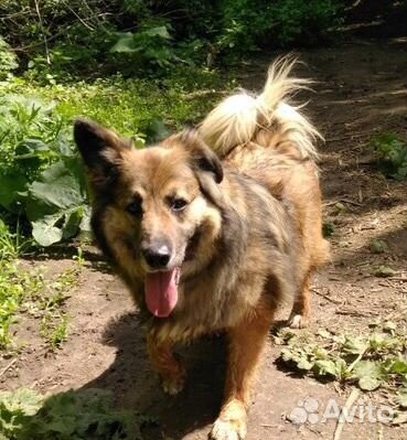 Очаровательный небольшой пес Мишка ищет дом