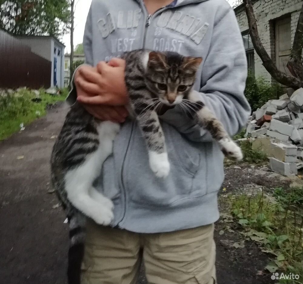 Кот, очень ищу дом