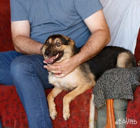 Отдаю минисобаку Берри в дар