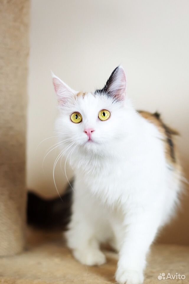 Котёнок Монро