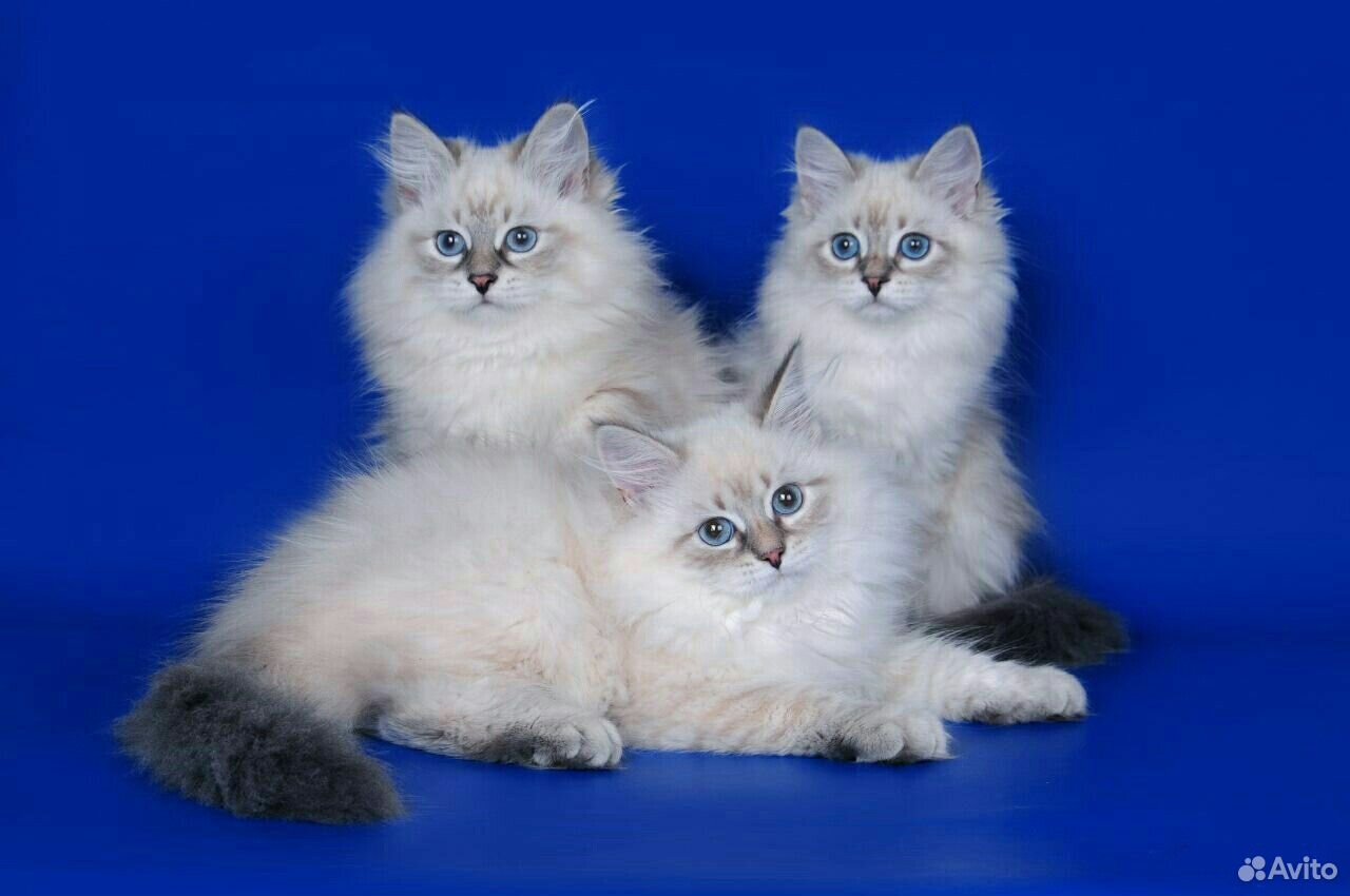 Самые красивые пушистики