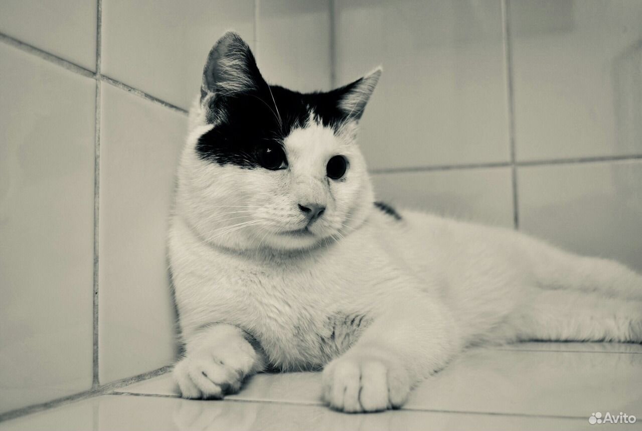 Плюшевый котик