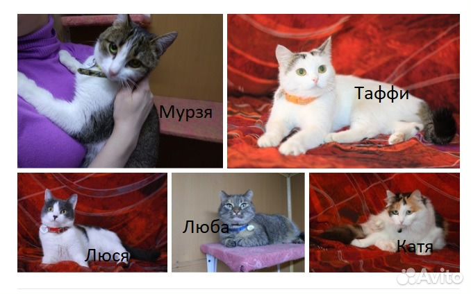 Разные характерные котейки ищут семьи