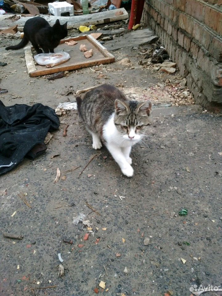 Кот кошка котята им нужен дом и лечение