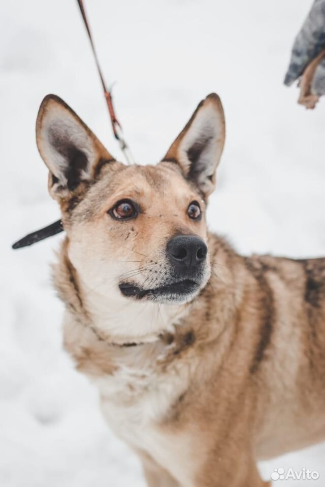 Пёс по имени Ёжик