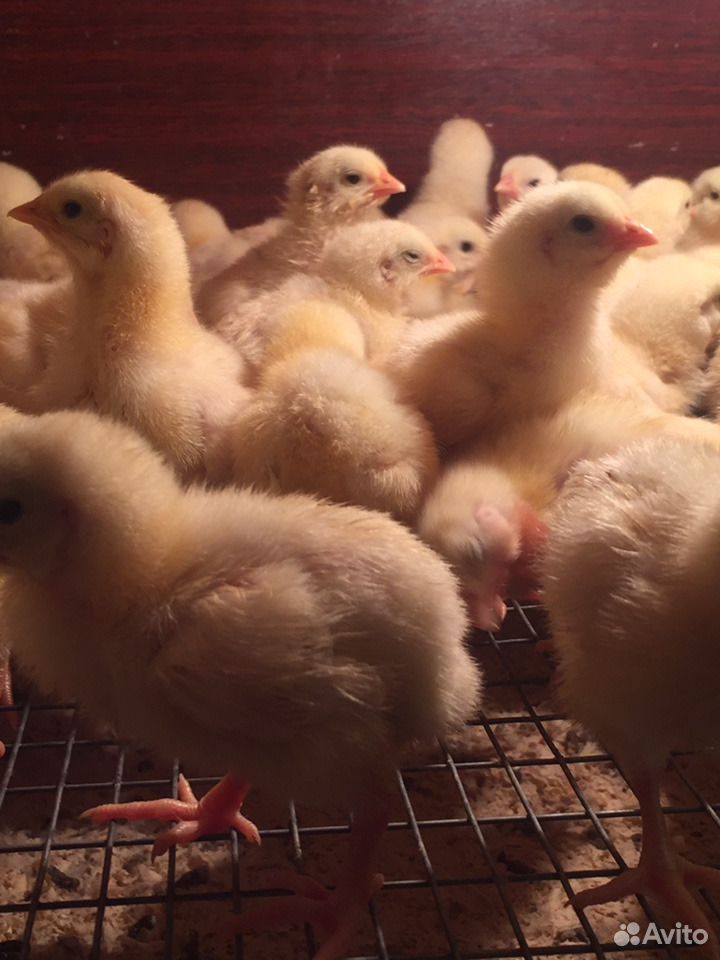 Цыпленок бройлерный