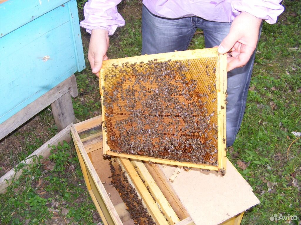 Продам пчелосемьи или пчелопакеты на рамке Дадан