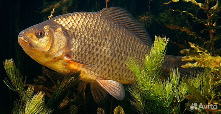 Карась живой для пруда