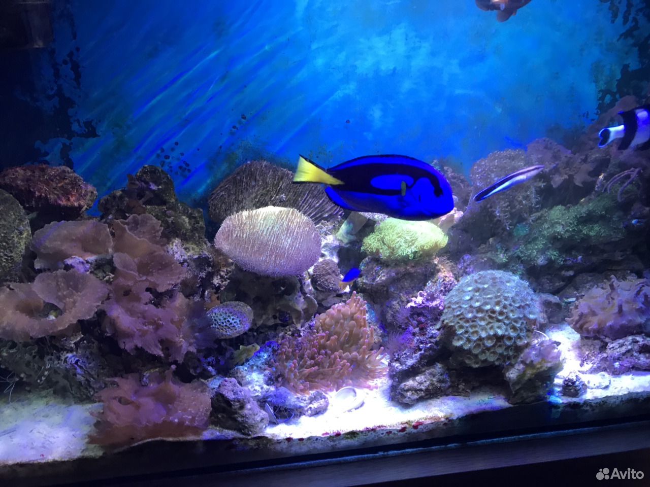 Рыбки и растения для морских аквариумов