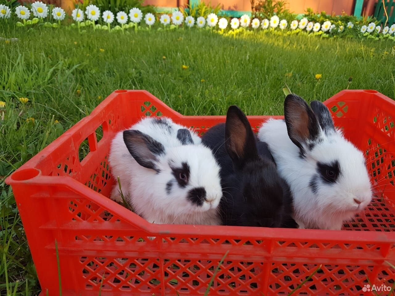 Продам кроликов