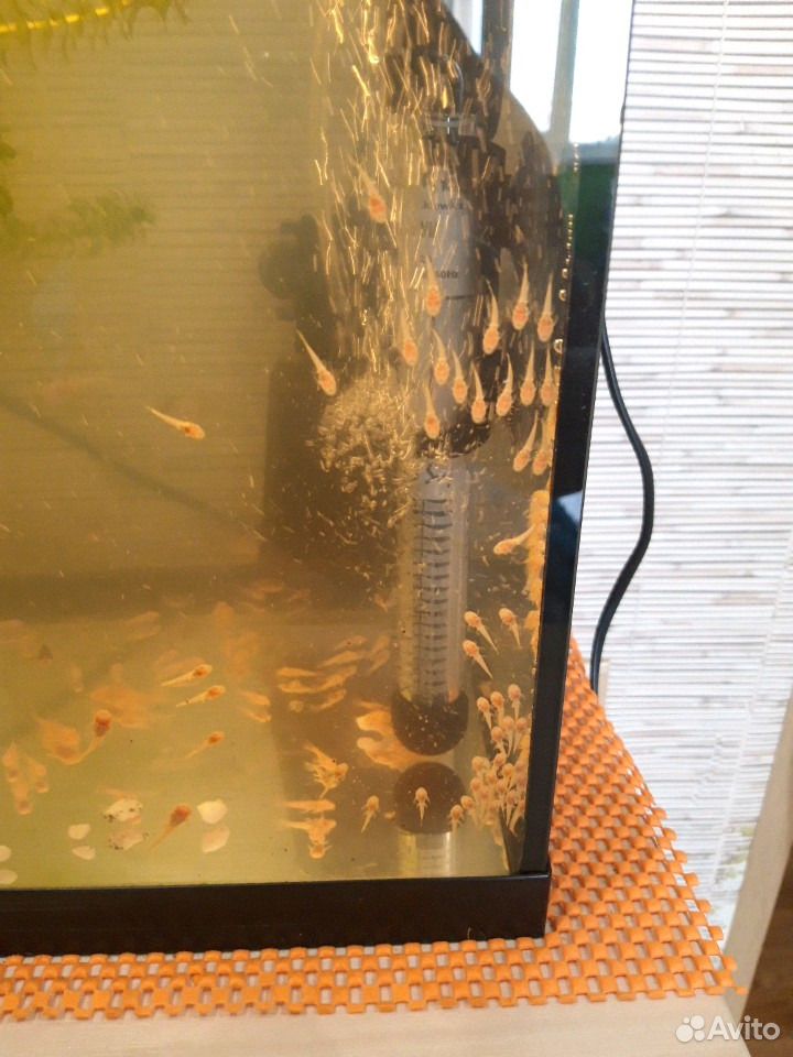 Анцитрус альбинос