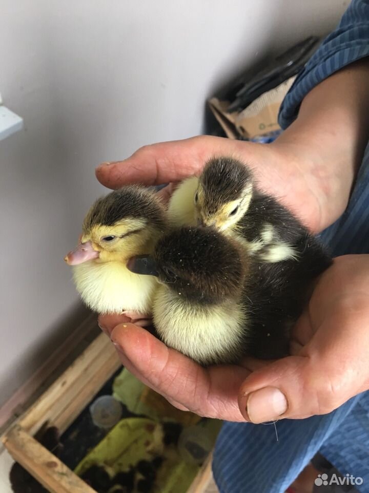 Утята мускусной утки(индоутки)