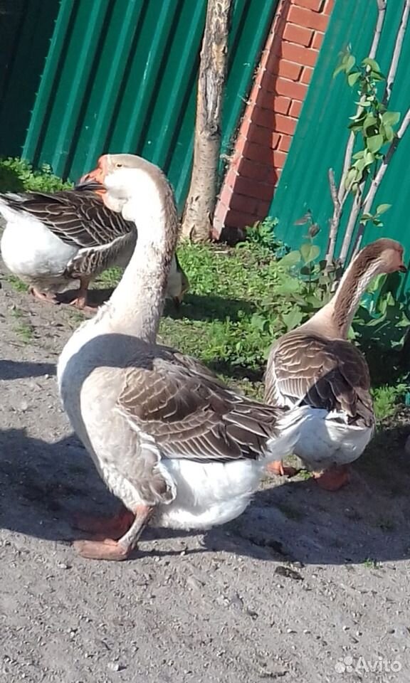 Гусь холмогорский