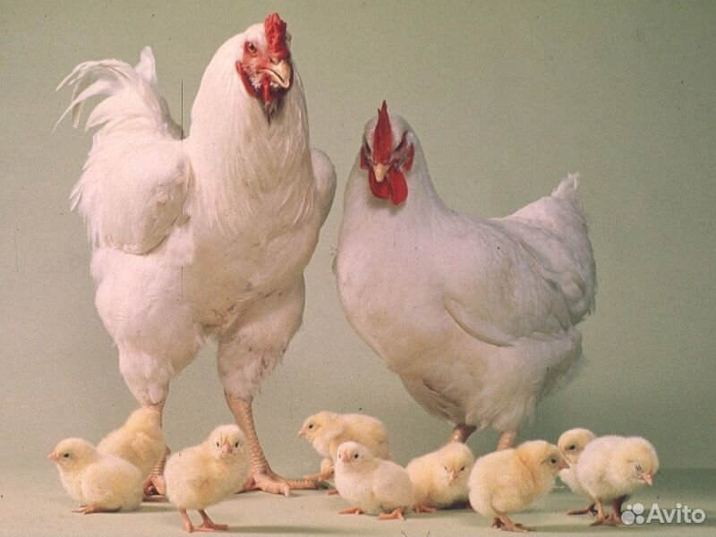 Бройлерный суточный цыпленок