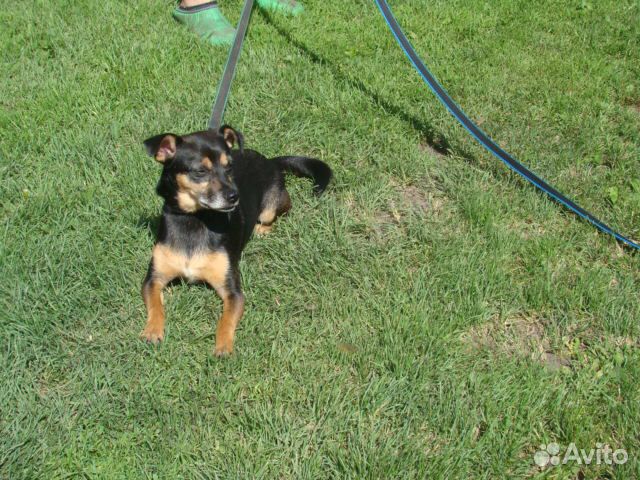 Майк в добрые руки