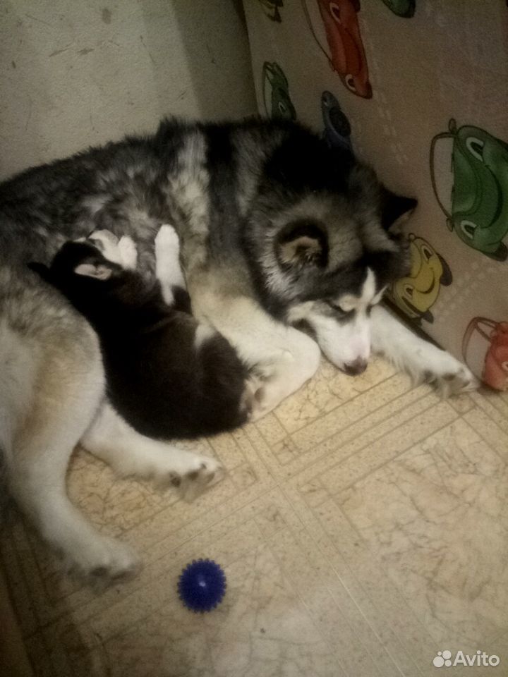 Сибирские Хаски вязка