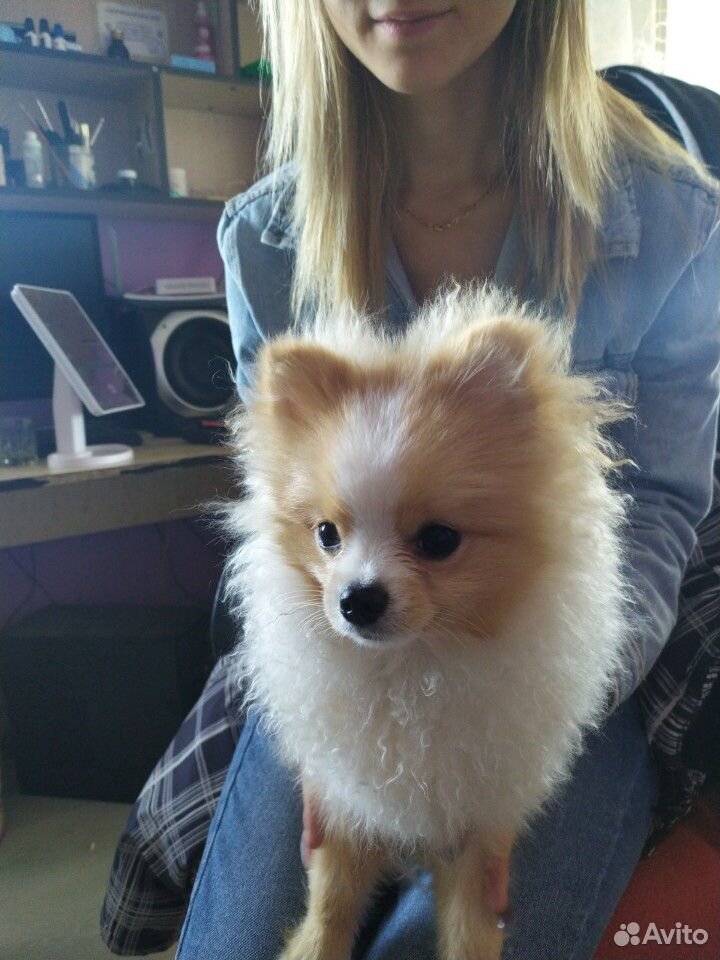 Немецкий Шпиц ищет даму