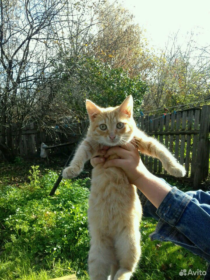 Котик