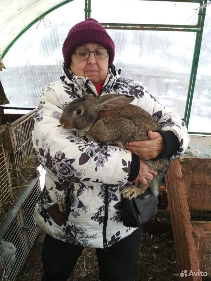 Продается кролик