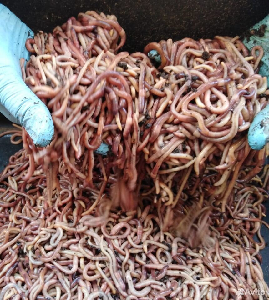Червь для рыбалки
