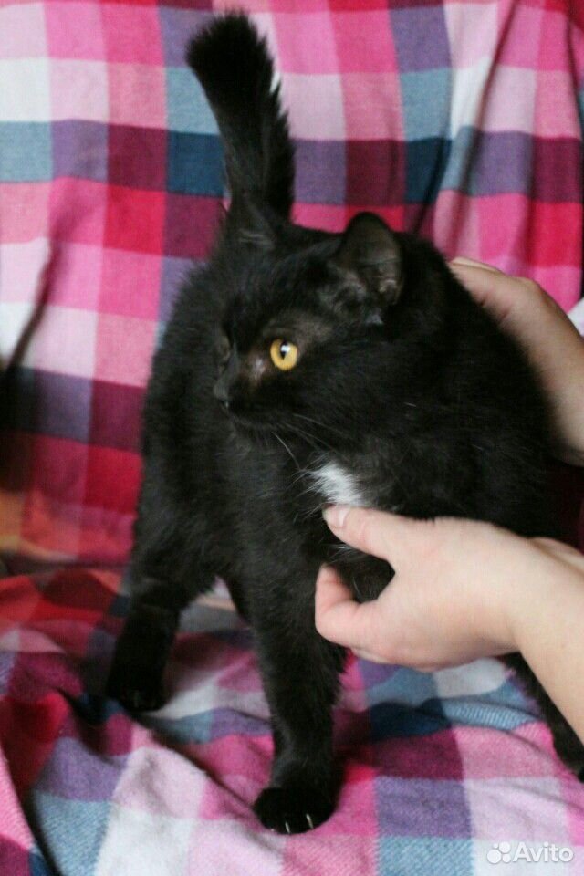 Котик