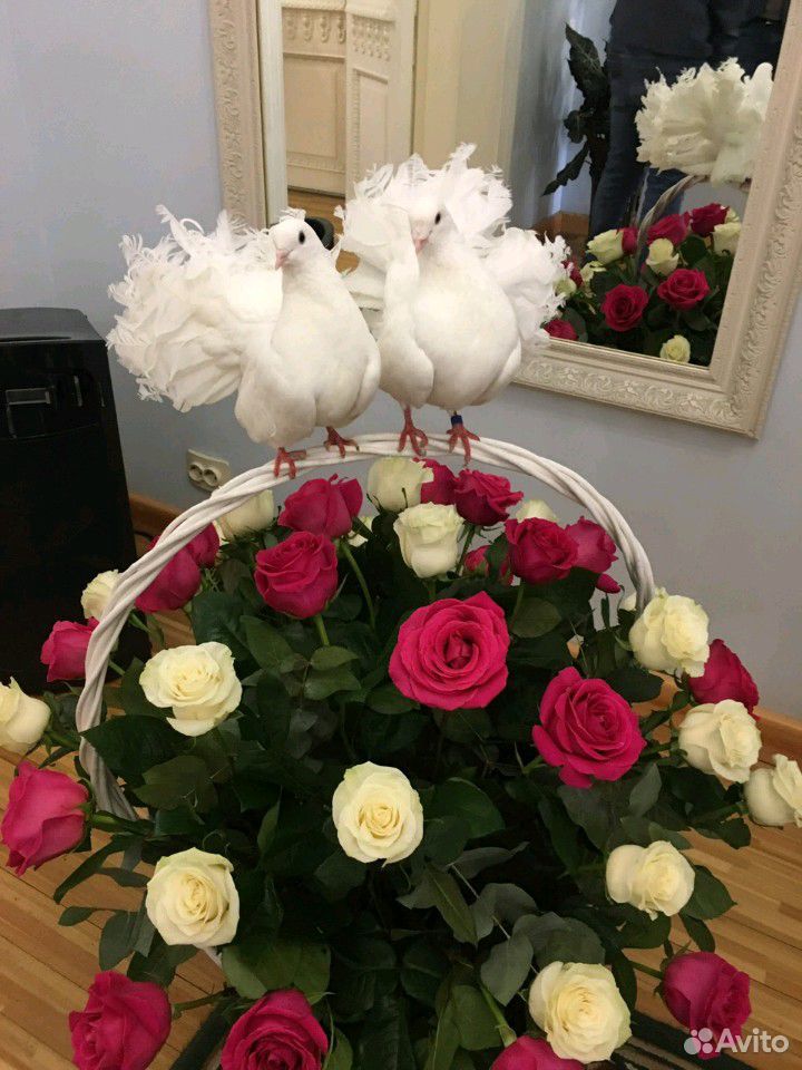 Свадебные белые голуби